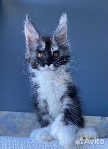 Девочка полидакт 6666