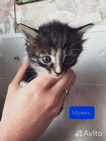 Котенок в дар бесплатно