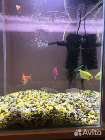 Аквариум / креветкарий aquael 30 л