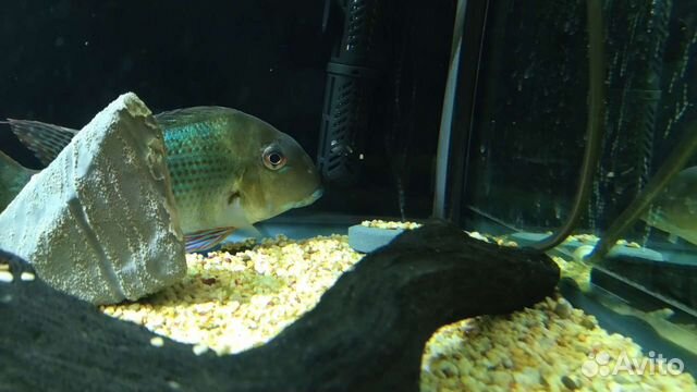 Геофагус Альтифронс (высоколобый)