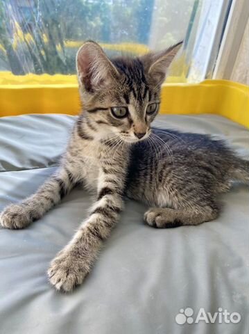 Котик 2,5 мес