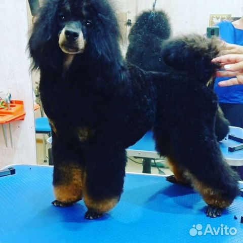 Вязка.Пудель фантом