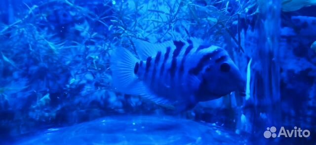 Циклида полосатая, самец