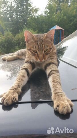 Котики бесплатно в добрые руки