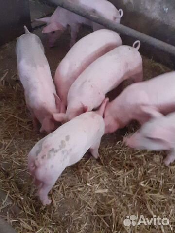 Поросенок ландрас и украинская белая