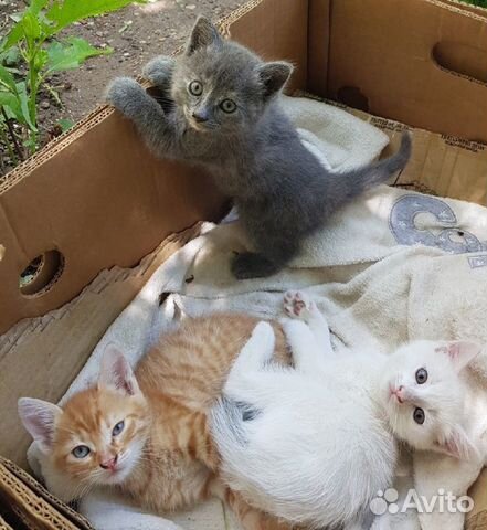 Красивые котята,выживающие на улице