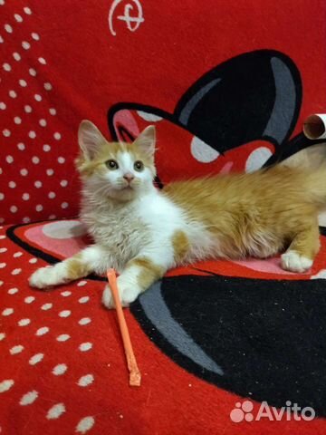 Красивая девочка ищет дом