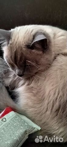 Кот в добрые руки