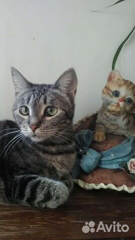 Озорная Бетти ищет дом