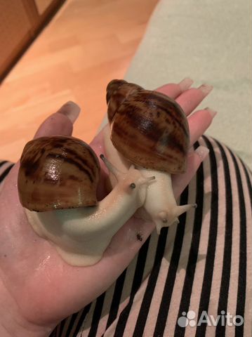 Улитки архахатина маргината овум акро, лимиколярии