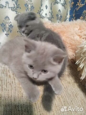 Британские вислоухие котята
