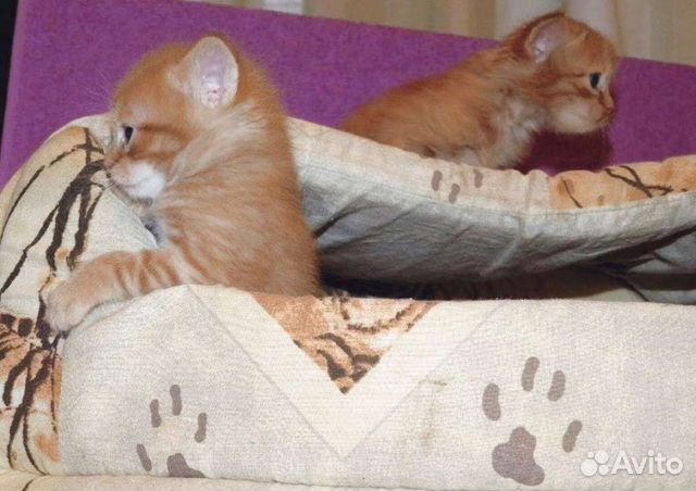 Кошка полубриташки