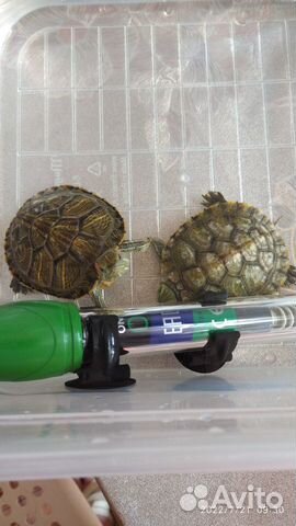 2 черепашки