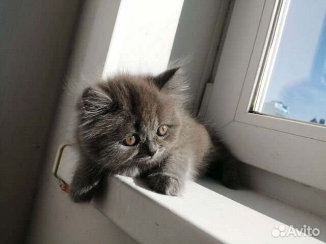 Шотладские котята