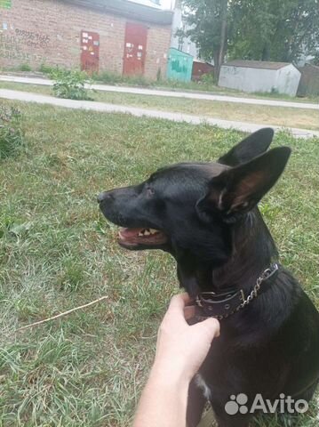 Отдам в добрые руки собаку