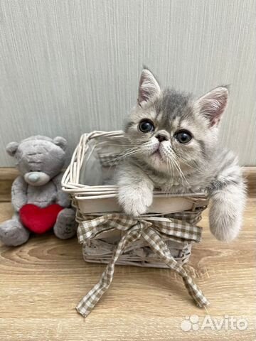 Редкий дымчатый котёнок экзот