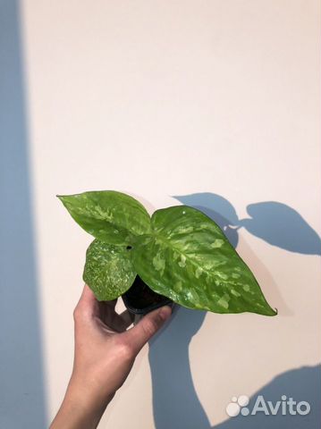 Шизматоглоттис калиптрата