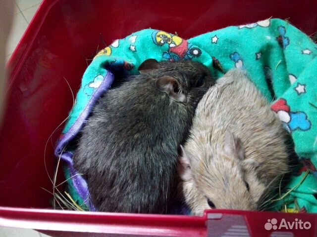 Дегу (чилийская белка) в хорошие руки