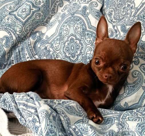 Щенка чихуахуа девочка