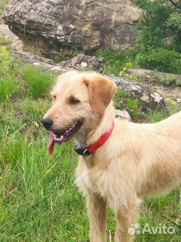 Собака Люся