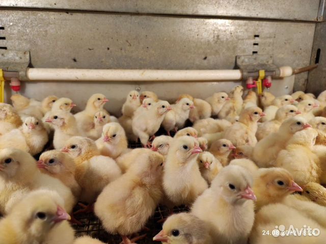 Цыплята