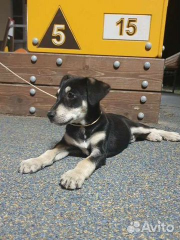 Общительный щенок со знаком Бэтмена