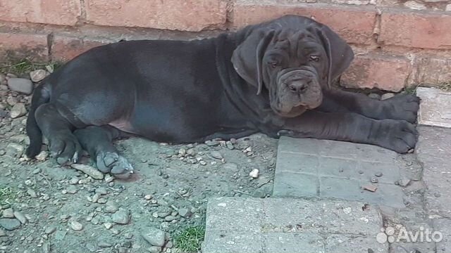 Неаполитанский мастиф