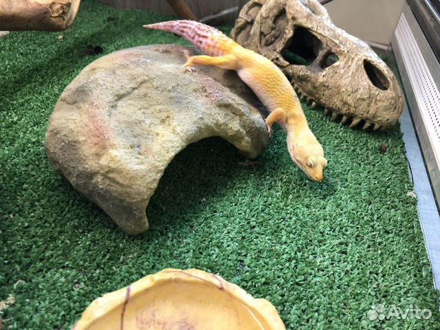 Геккон эублефар ручной с террариумом