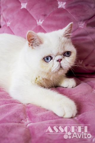 Экзот с голубыми глазами