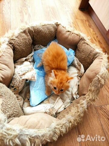 Котятки бесплатно