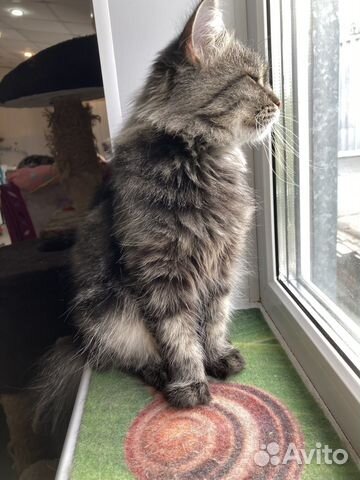 Отдам кошку в добрые руки