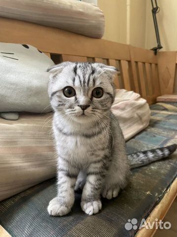 Британский вислоухий котенёнок