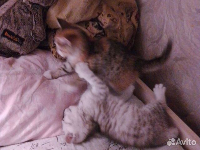 Сибирская кошка