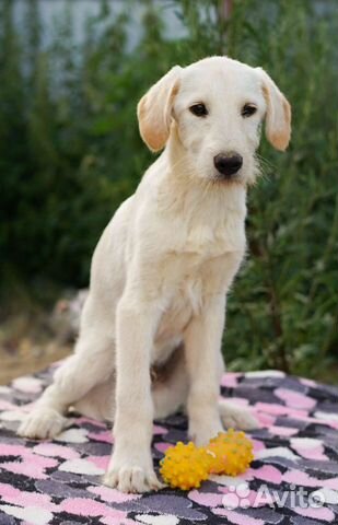 Щенок Пломбир в дар