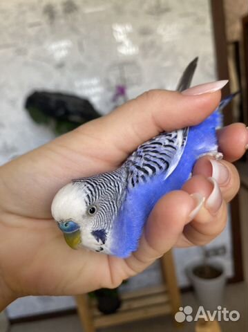 Волнистый попугай