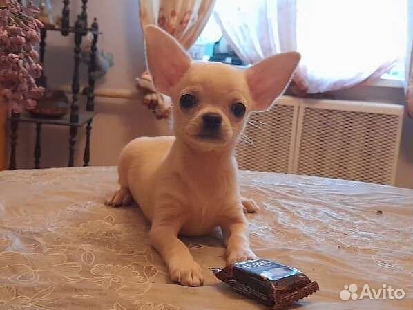 Чихуахуа мальчи небольшого размера