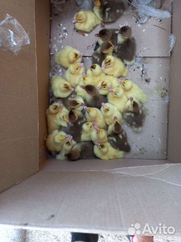 Индоутята 2-х недельные,и чуть меньше
