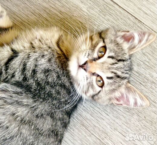 Котик 3,5 мес. Вася