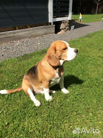 Собака в добрые руки (бигль харьер)