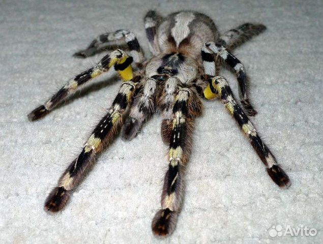Паук птицеед. Poecilotheria regalis
