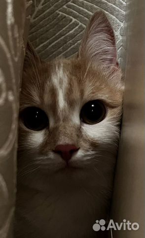 Кот-вечно жующий рот