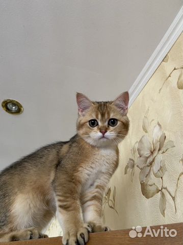 Котик британская золотая шиншилла