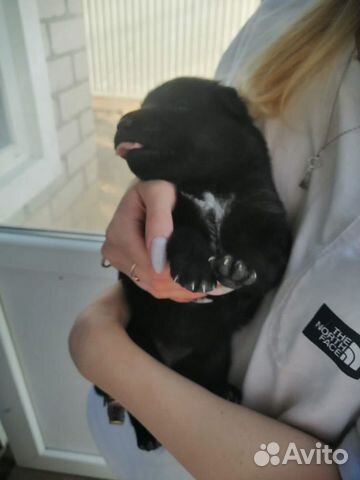 Щенки немецкой овчарки