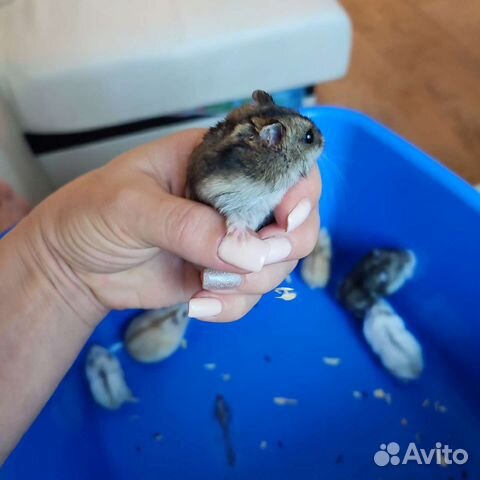 Джунгарский хомяк
