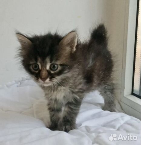 Котёнок с коротким хвостиком