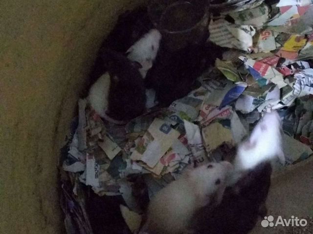 Крыски ручные