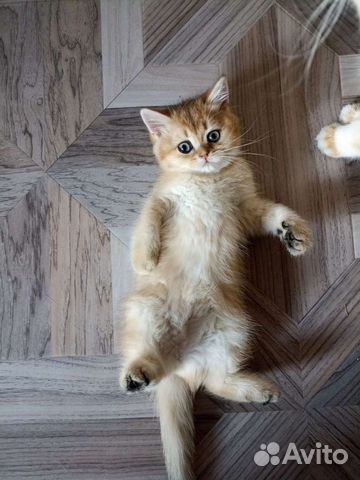 Кошечка Бения NY 11