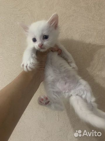 Котенок белый. девочка 1 месяц
