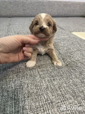 Мальтипу Ф1 супер мальчик эффектный Меллер биколор