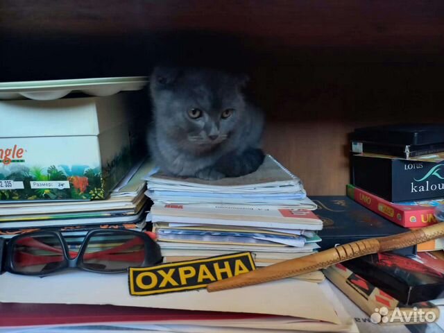 Шотландский вислоухий котёнок в добрые руки